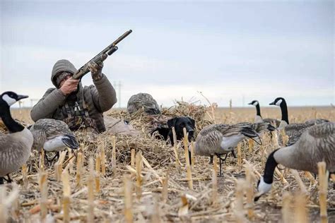 Image result for Goose Hunting Setups