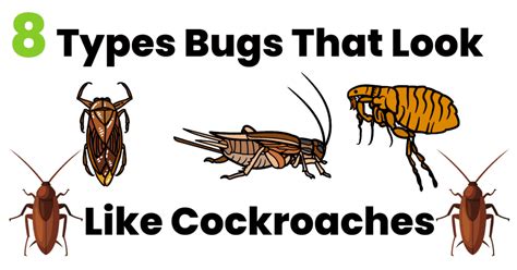 Image result for Cockroach Look Alike