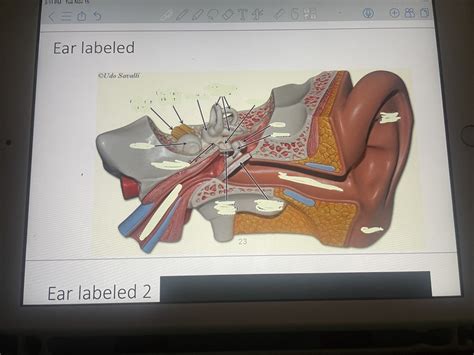 Image result for Ear Dissection Labeled