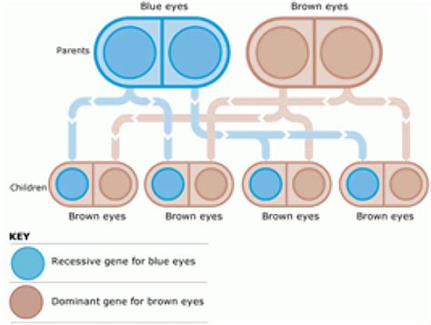 Image result for Eye Color Inheritance Chart