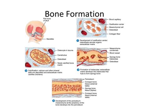 Image result for Bone Forming Process