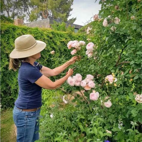 Image result for Pruning Knockout Roses for Spring