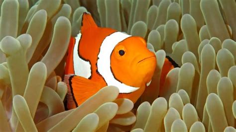 Image result for Finding Nemo Chicken Fish
