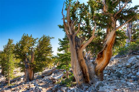 How a geography graduate caused the demise of a 4,900-year-old tree