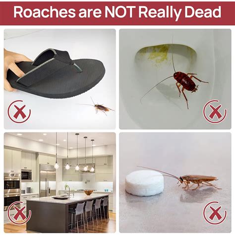 Image result for Cockroach Lizard Trap