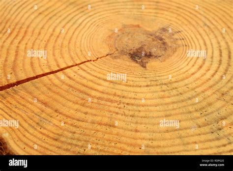 Image result for Split Log Rusti