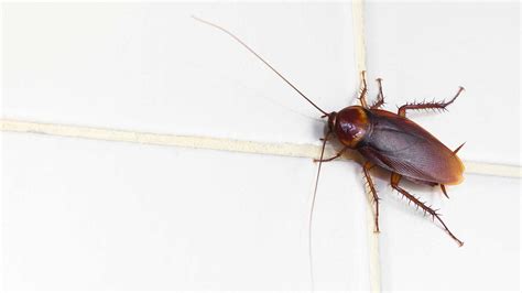 Image result for Water Bug Cockroach