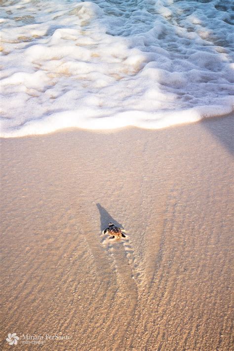 Image result for Turtle Hatching