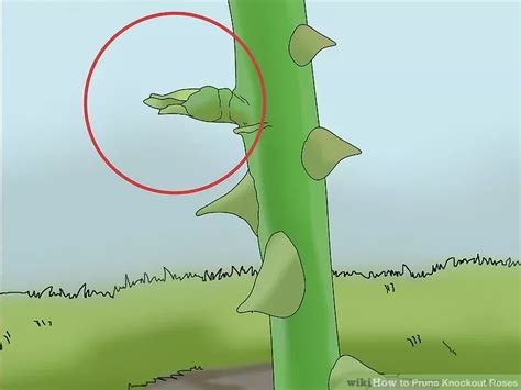 Image result for Pruning Knockout Roses for Spring