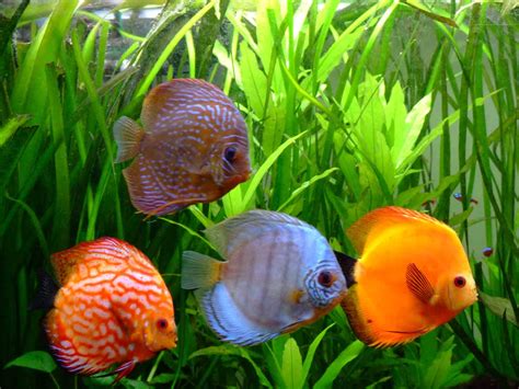 Image result for Discus Fish Varieties