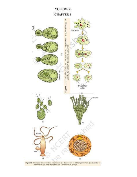 Image result for Class 12 Bio