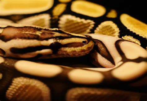 Image result for Corn Python