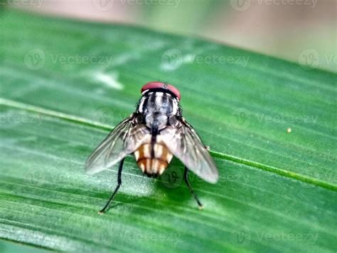 Image result for Inverted Chest Fly