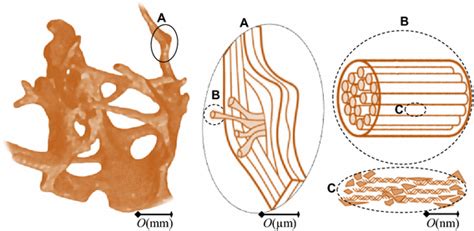 Image result for Trabecular Bone Structure