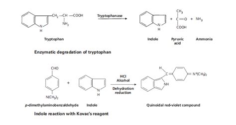 Image result for Indole Test Procedure