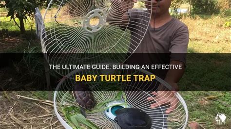 Image result for How to Build a Turtle Trap