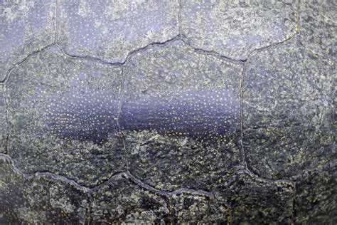 Image result for Turtle Shell Pattern