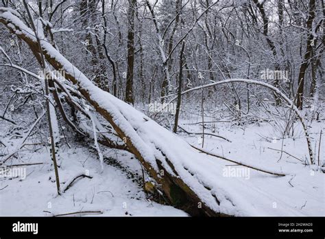 Image result for Snow Fallen Tree Log