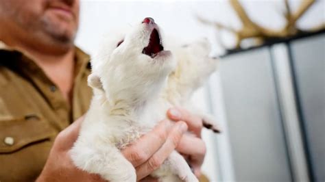 Image result for Extinct Wolves