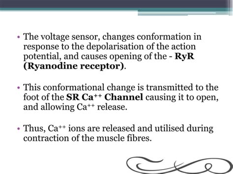 Image result for Excitation Coupling Contraction-Relaxation