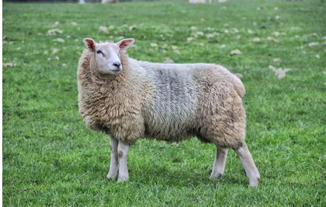 Image result for Sheep Reprogramming