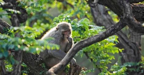 Image result for Macaque Behavior
