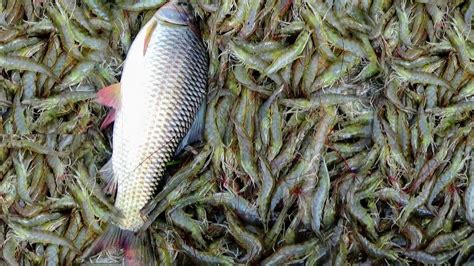 Image result for Catching Prawns