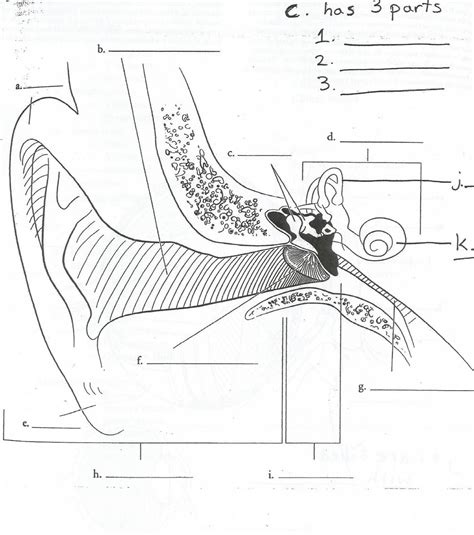Image result for Ear Dissection Labeled