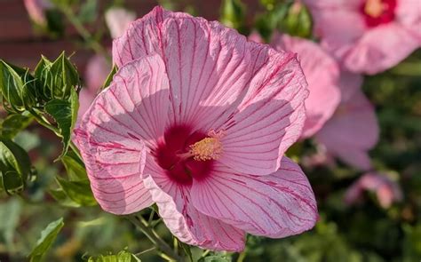 Image result for Hibiscus Flower Dissection