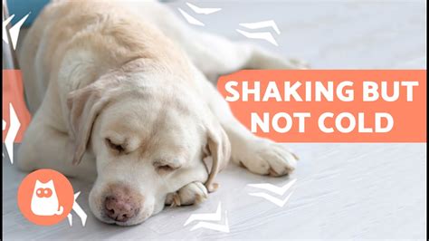 Image result for Cockapoo Tremours