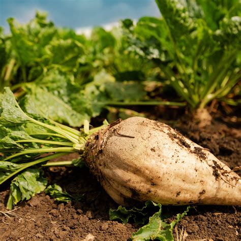 Image result for Sugar Beet Containers