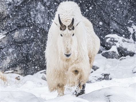 Image result for Wolves Calgary Zoo