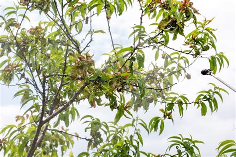 Image result for Injecting Trees with Insecticide