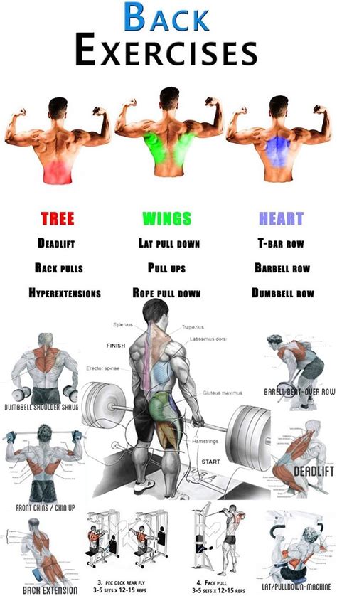 Image result for Back Workout for Definition