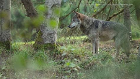 Image result for Zoo Animals Wolves