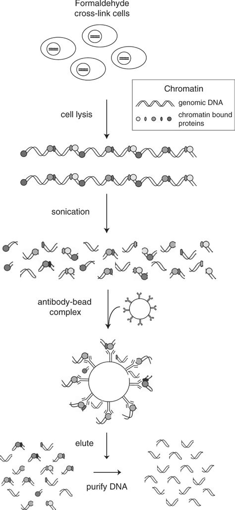 Image result for Chip Tutorial