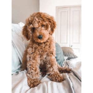 Image result for Adopt Cockapoo Website