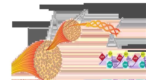 Image result for Collagen Structure