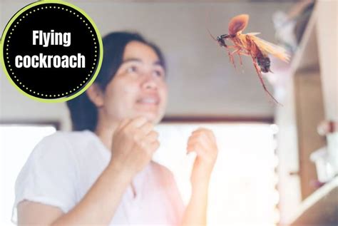 Image result for The Flying Cockroach Attack Comple