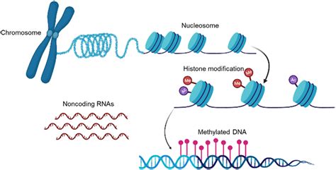 Image result for Epigenetics How Does Work