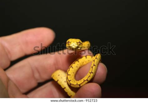 Image result for Green Tree Python Babies