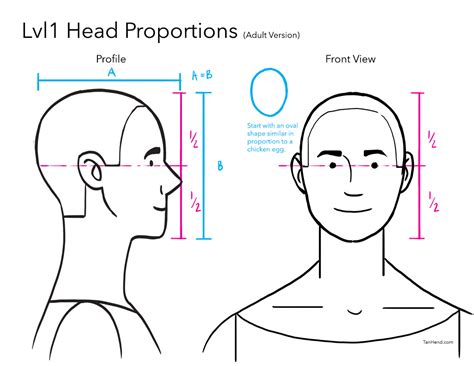 Image result for Proportion Drawing