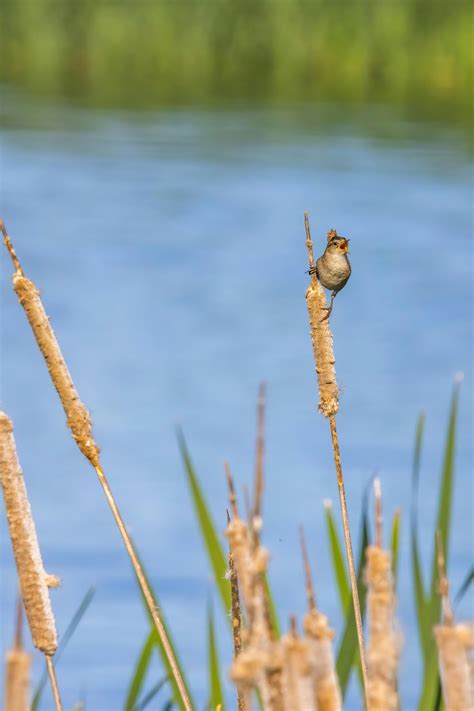 Image result for Chirping Insect