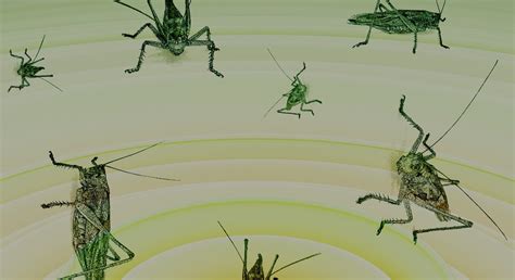 Image result for Cricket Insect Sound