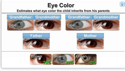 Image result for Punnett Square Explained Eye Color