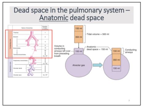 Image result for Intrapulmonary Air Space