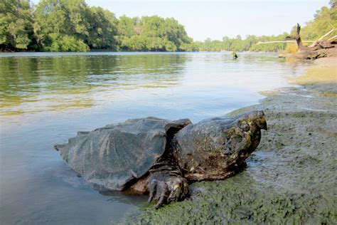 Image result for Alligator Snapping Turtle