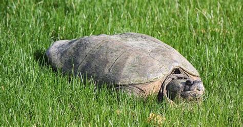 Image result for Michigan Snapping Turtle