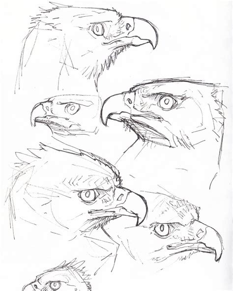 Image result for Simple Drawing of a Hawk