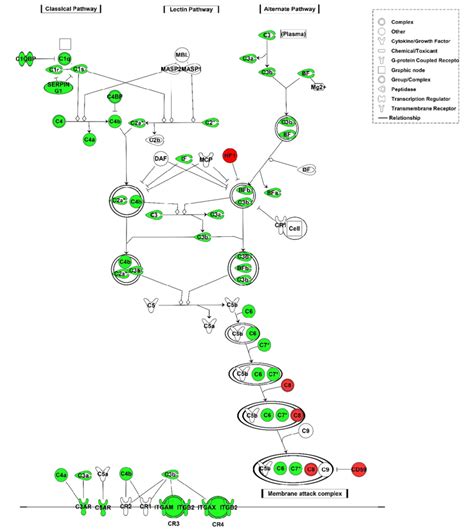 Image result for Complement Pathway Model